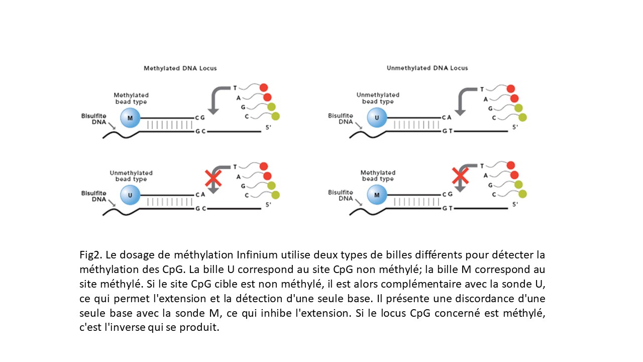 Genotypage (puces ADN, ARN , CpG ) - France Génomique