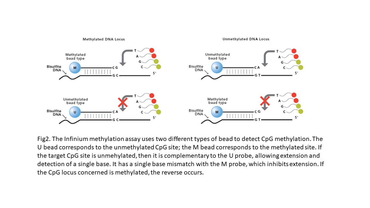 Genotyping (DNA, RNA, CpG arrays) - France Génomique