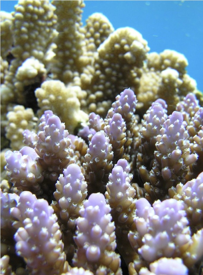 Coral Microbiomes as Unique Reservoirs for Novel Natural Product ...